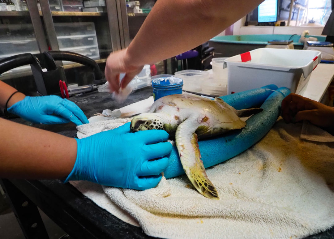 Virus causes tumors in endangered sea turtles along Texas coast - Pam ...