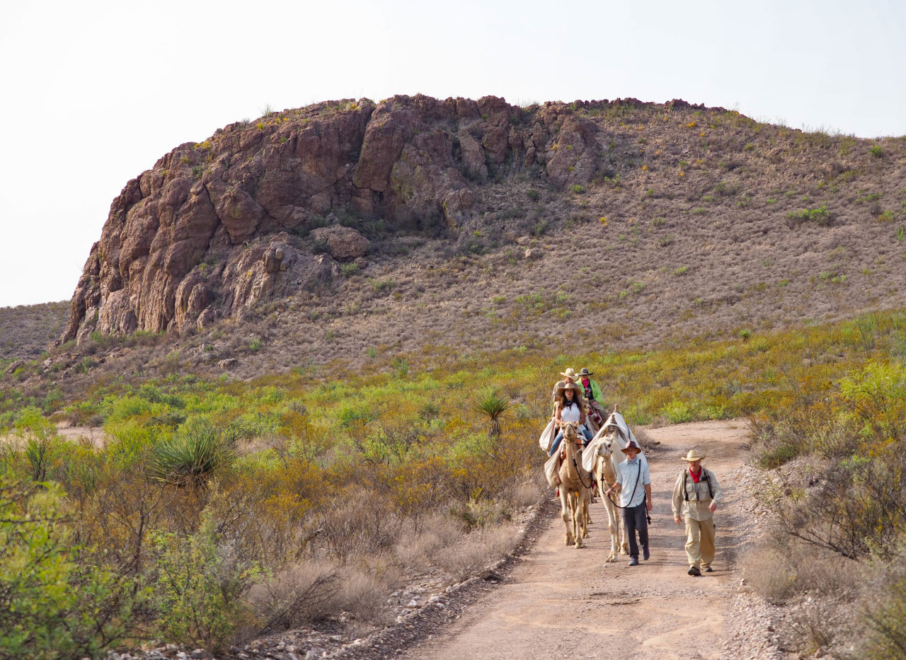 What's it like to ride a camel through the West Texas desert? I found ...